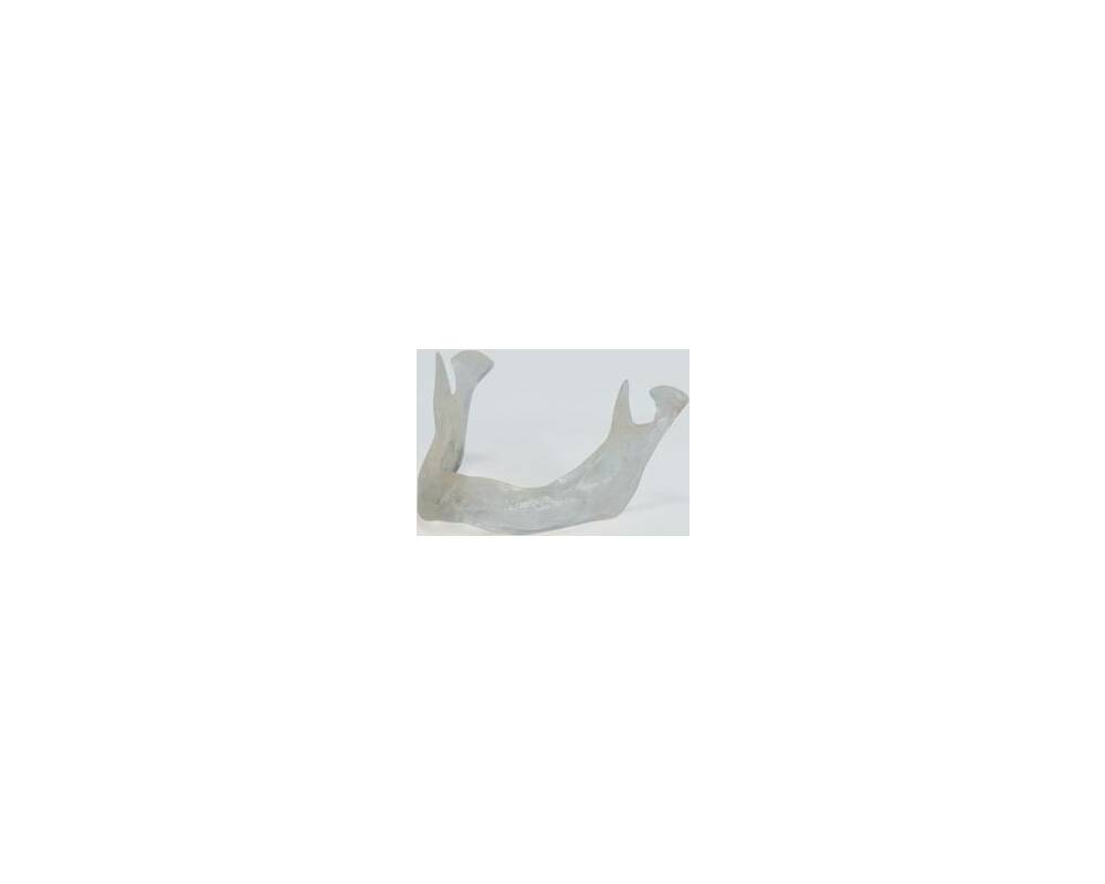 Clear Mandible Model | A-EV-FSM-1 | Supply Clinic