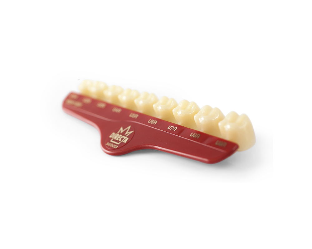 Directa Poly Molar Crown Kit | 609550 | Supply Clinic