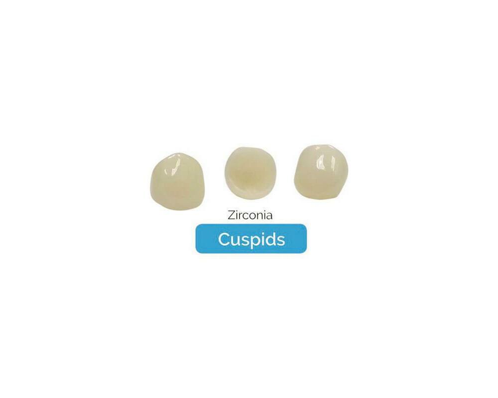 Kinder Krowns Zirconia Crowns, Lower Cuspid 1 (1 mm Short) | KAZRS UL1 ...