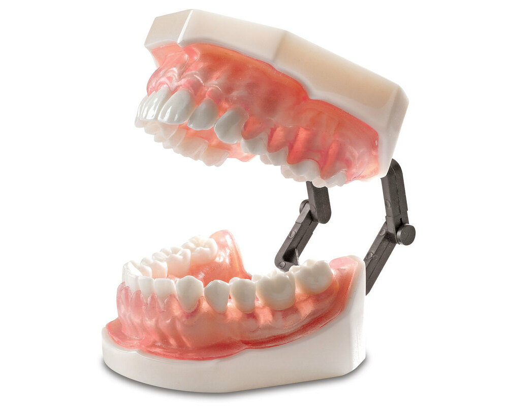 Bone Absorption Model | MDO-25 | Supply Clinic